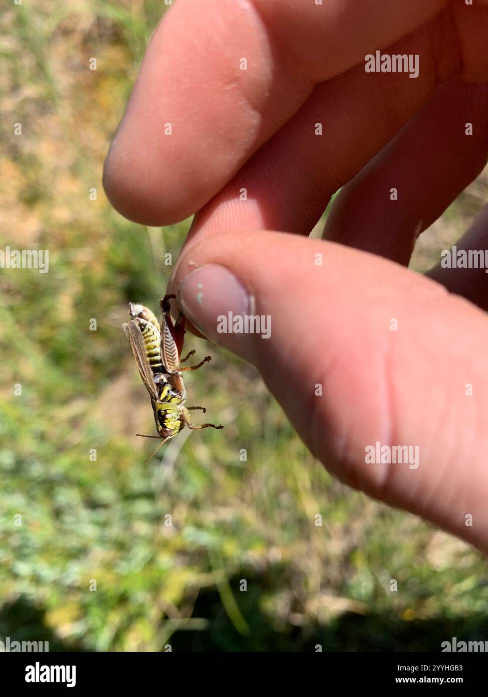 Northern Spur-throat Grasshopper (Melanoplus borealis Stock Photo - Alamy