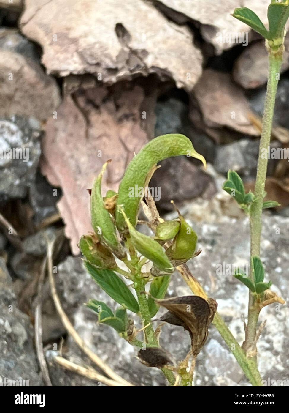 sickle alfalfa (Medicago falcata Stock Photo - Alamy