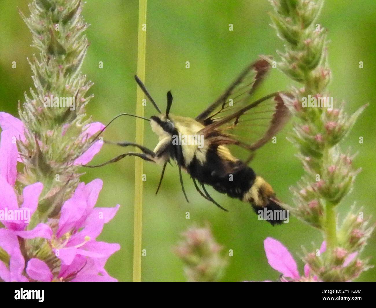 Snowberry Clearwing (Hemaris diffinis Stock Photo - Alamy