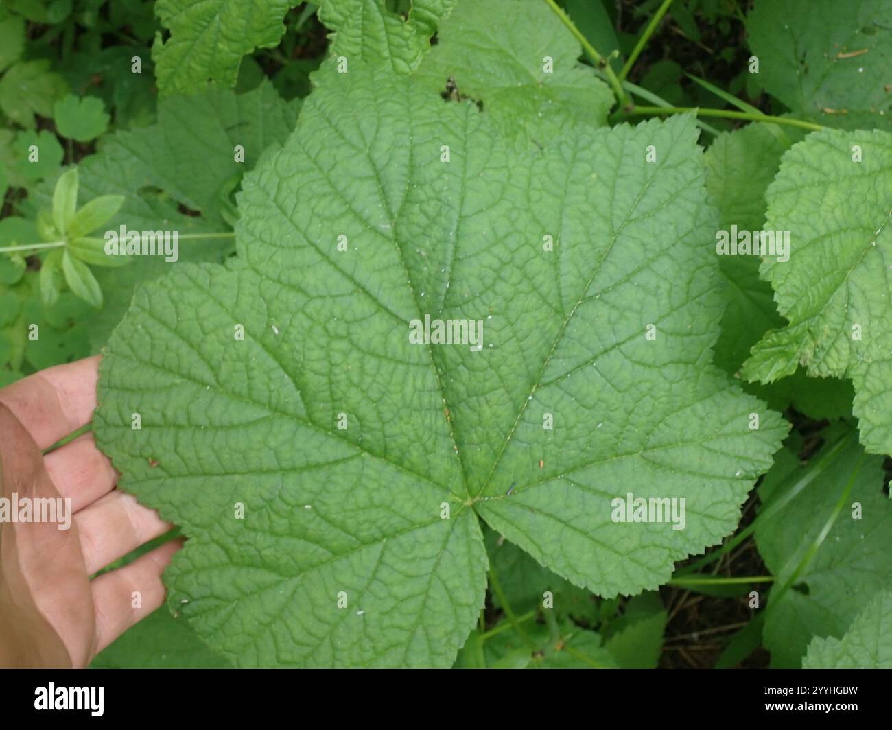 thimbleberry (Rubus parviflorus Stock Photo - Alamy
