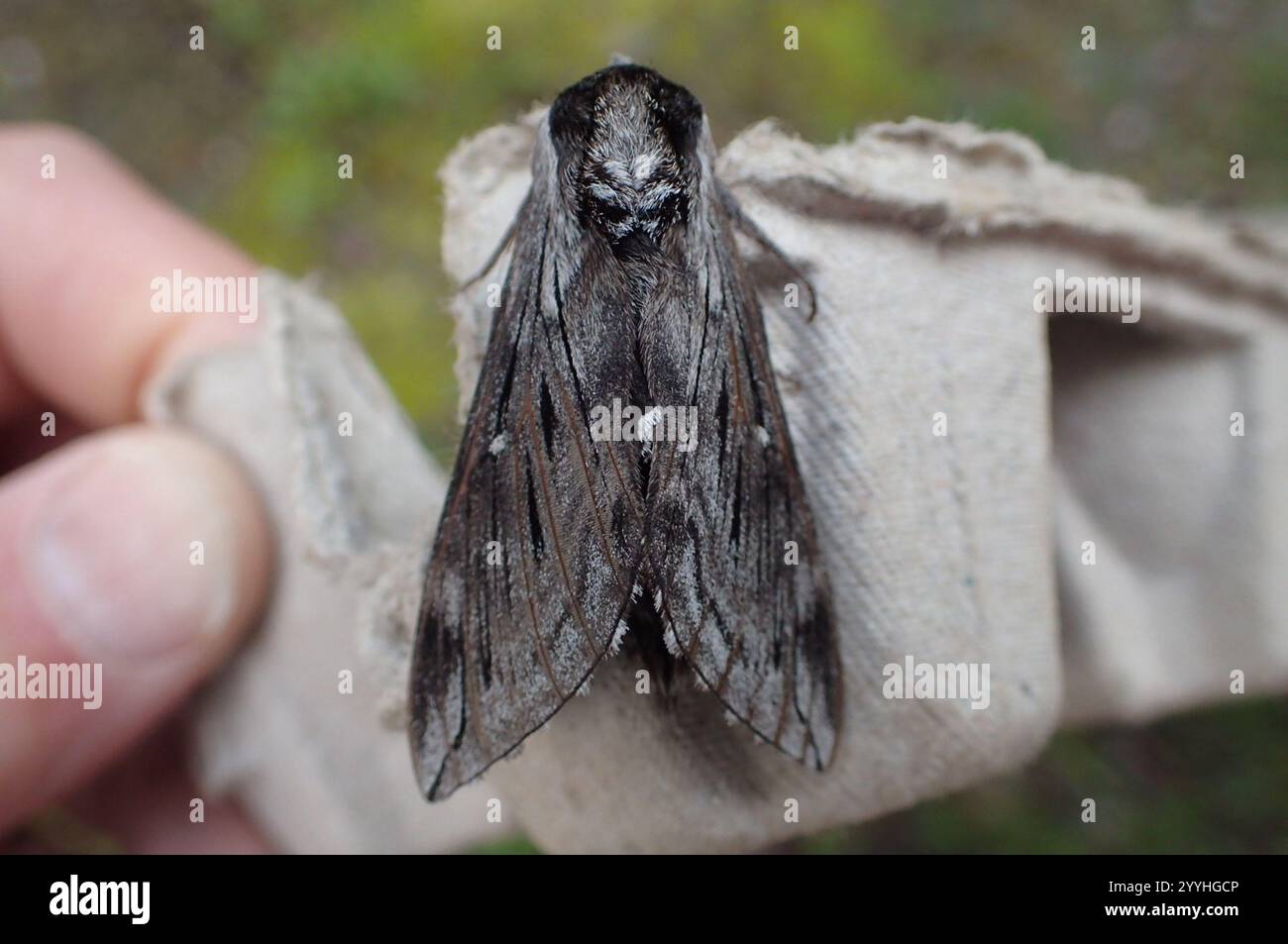 Northern Apple Sphinx (Sphinx poecila Stock Photo - Alamy