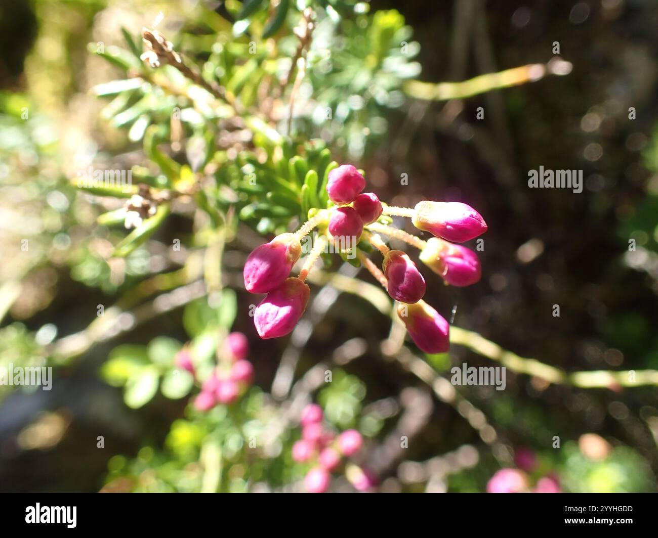 pink mountainheath (Phyllodoce empetriformis Stock Photo - Alamy