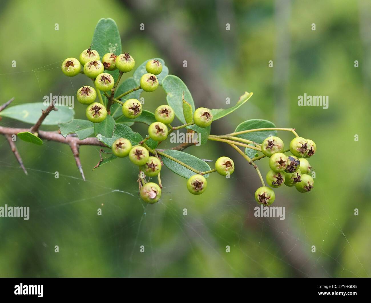 Pyracantha koidzumii hi-res stock photography and images - Alamy