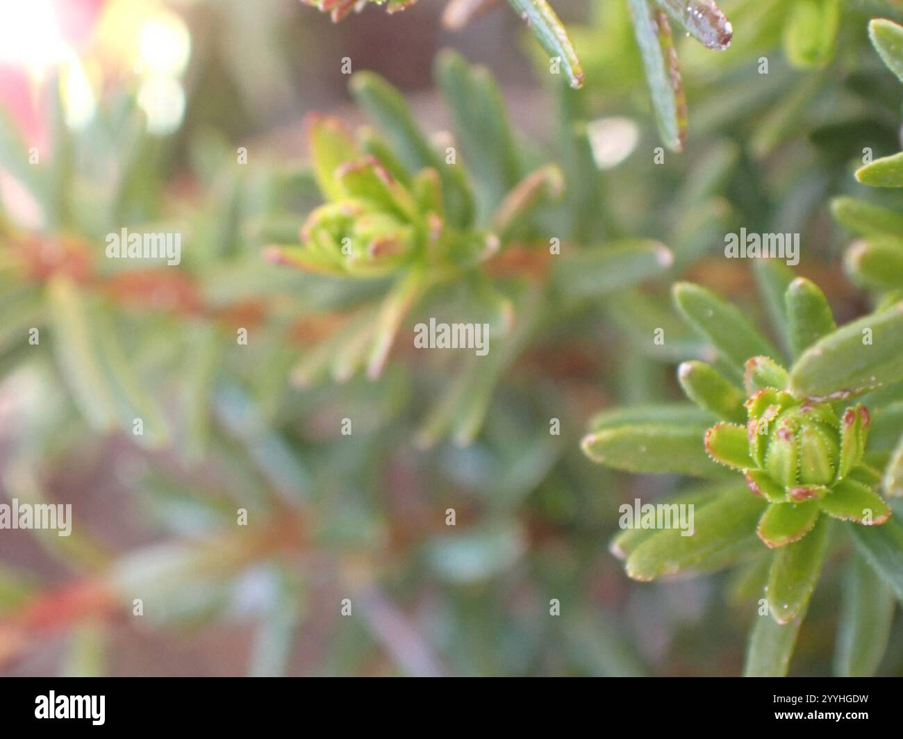 pink mountainheath (Phyllodoce empetriformis Stock Photo - Alamy