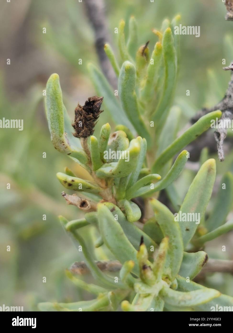 Sarcobatus vermiculatus hi-res stock photography and images - Alamy