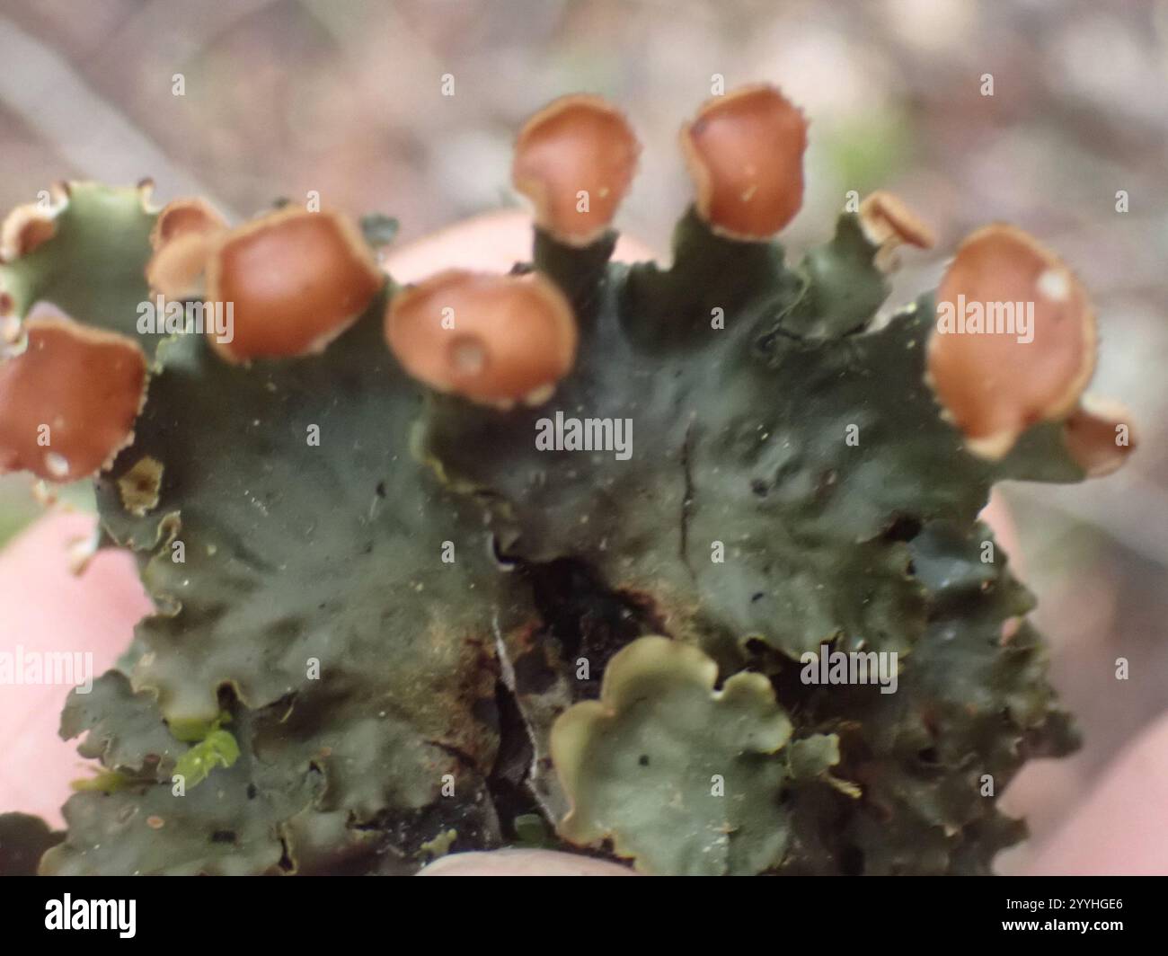 horizontal pelt lichen (Peltigera horizontalis Stock Photo - Alamy