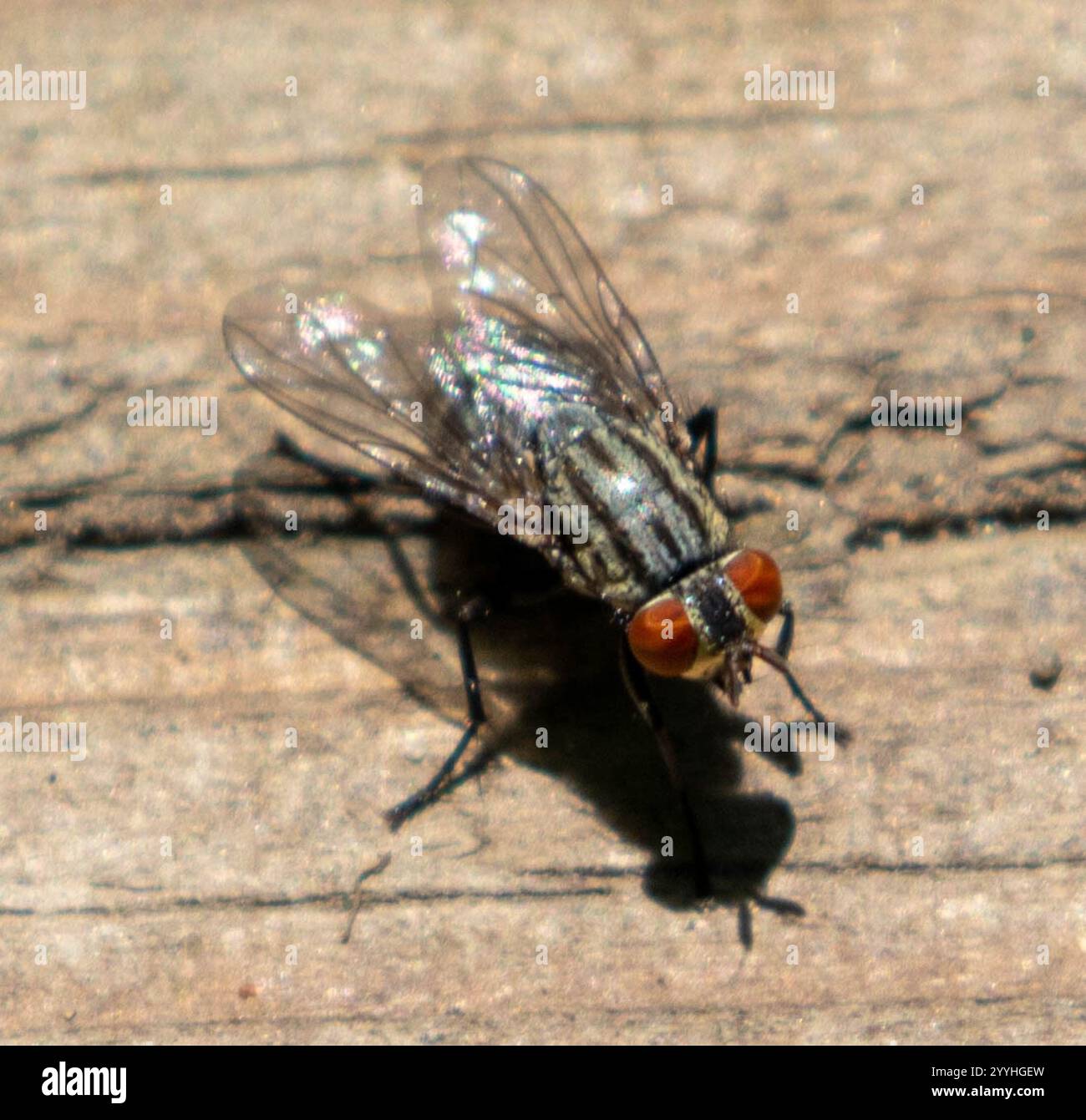 Common Flesh Flies (Sarcophaga Stock Photo - Alamy