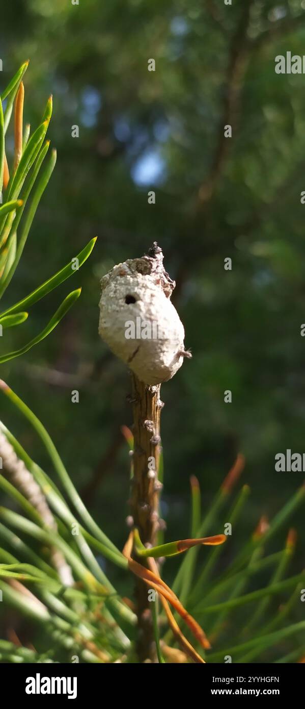 Pine Resin-gall Moth (Retinia resinella Stock Photo - Alamy