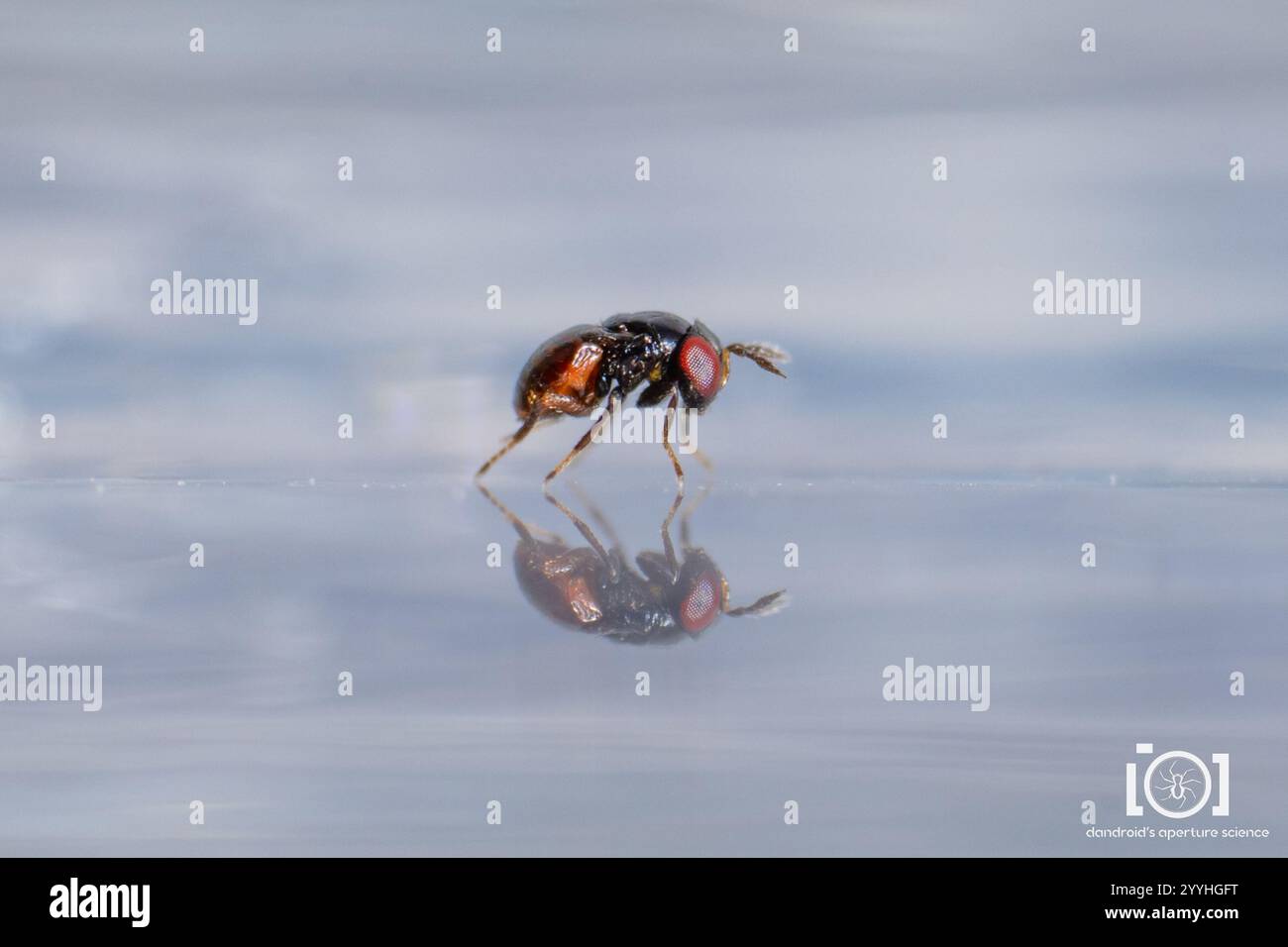 Scelionidae hi-res stock photography and images - Alamy