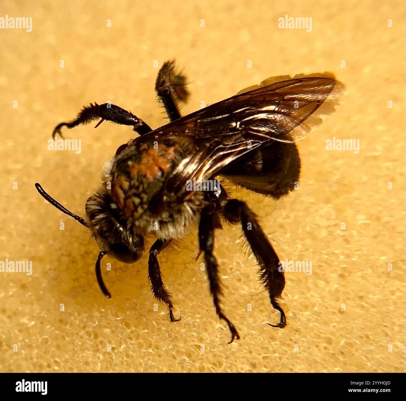 Hibiscus Turret Bee (Ptilothrix bombiformis Stock Photo - Alamy