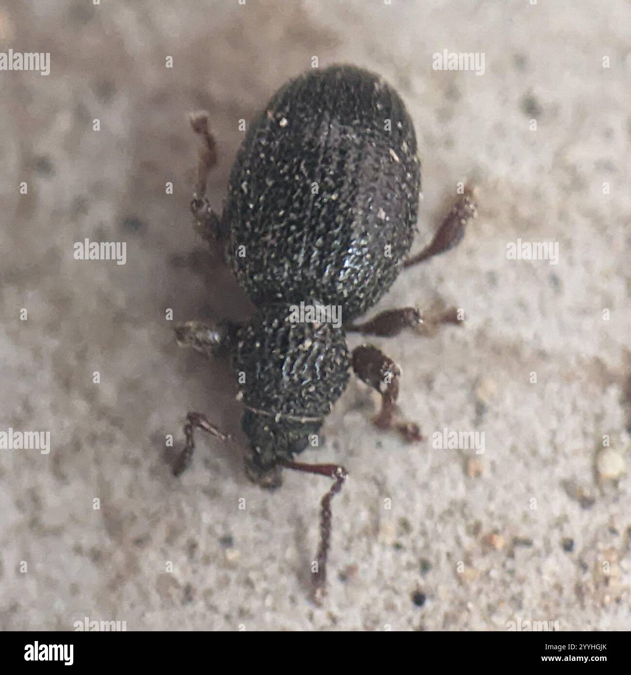 Otiorhynchus strawberry hi-res stock photography and images - Alamy