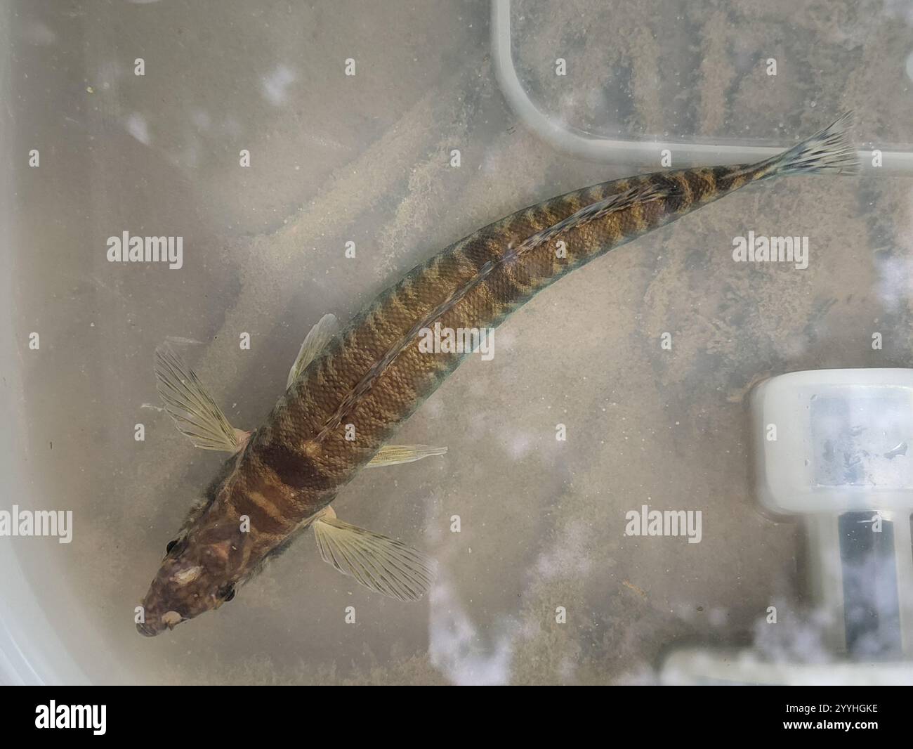Common Logperch (Percina caprodes Stock Photo - Alamy