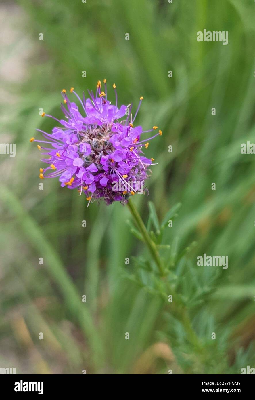 purple prairie clover (Dalea purpurea Stock Photo - Alamy