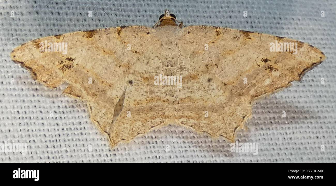 Red-headed Inchworm Moth (Macaria bisignata Stock Photo - Alamy