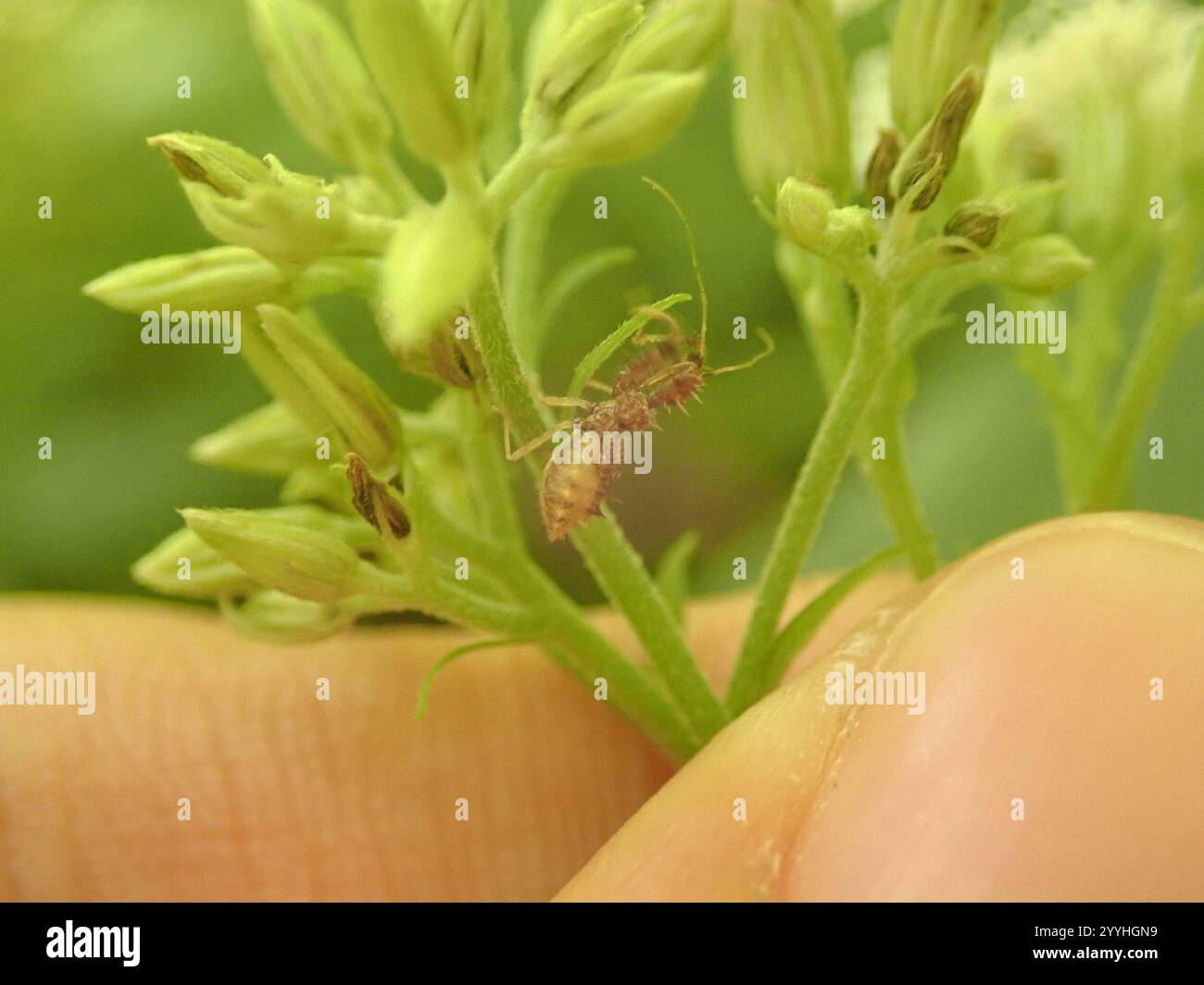 Spiny Assassin Bug (Sinea spinipes Stock Photo - Alamy