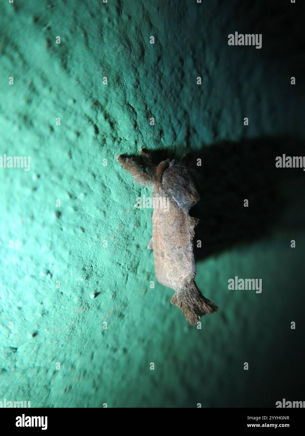 Flannel, Slug Caterpillar, Leaf Skeletonizer, and Allied Moths ...