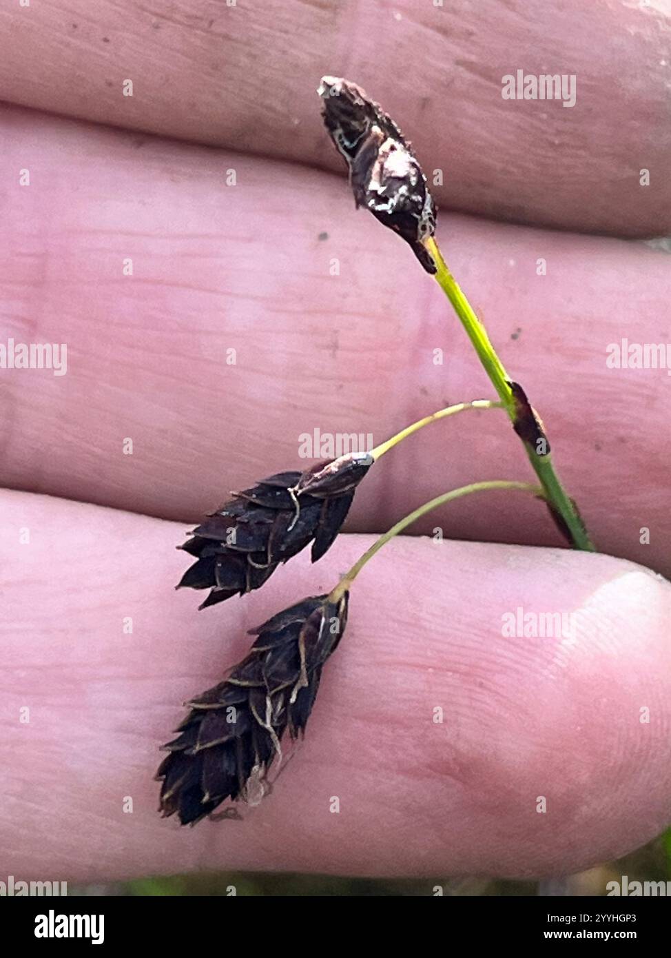 short-stalk sedge (Carex podocarpa Stock Photo - Alamy