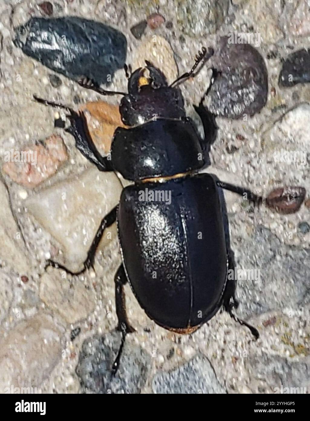 Smooth Stag Beetle (Lucanus placidus Stock Photo - Alamy
