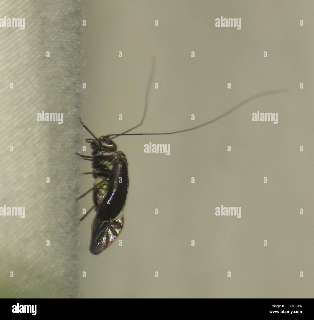 Barklice, Booklice, and Parasitic Lice (Psocodea Stock Photo - Alamy