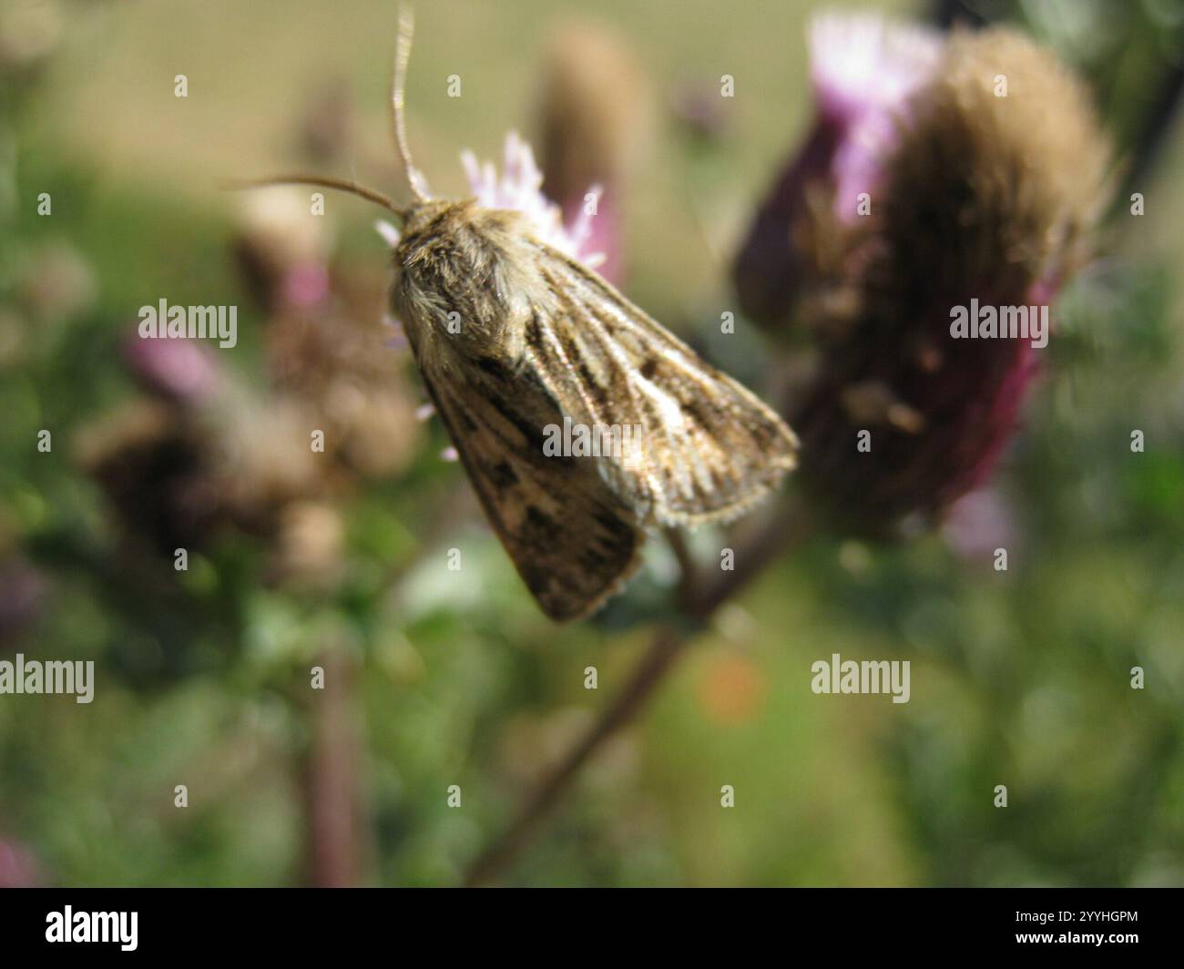 Antler Moth (Cerapteryx graminis Stock Photo - Alamy
