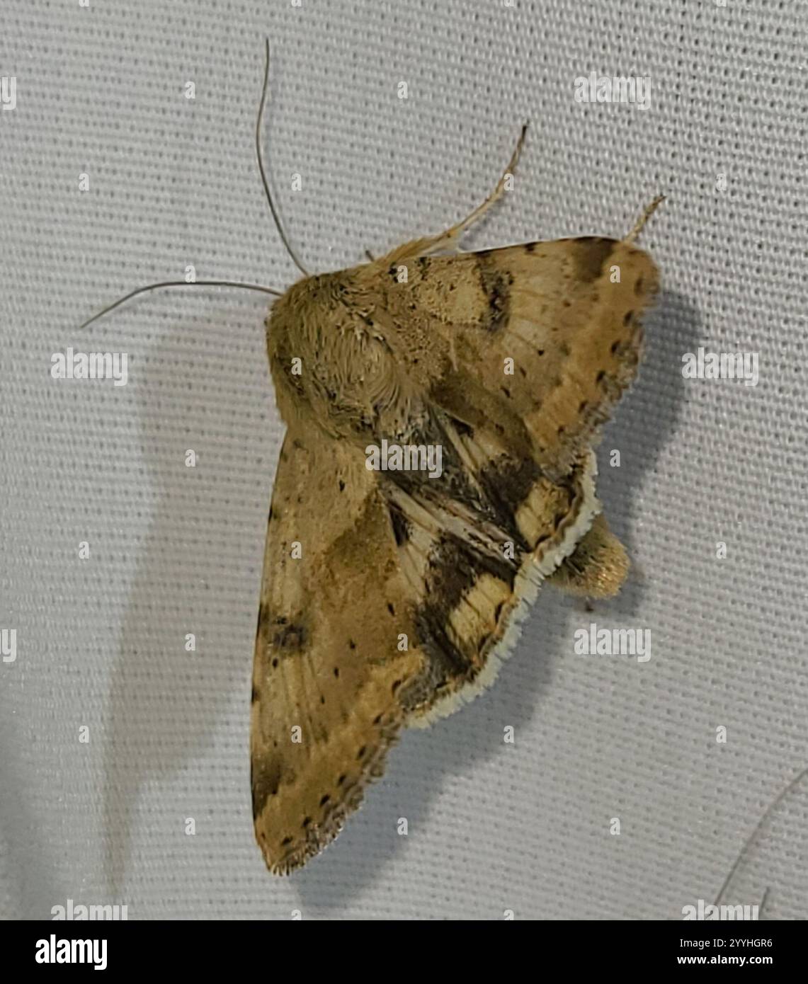 Darker-spotted Straw Moth (Heliothis phloxiphaga Stock Photo - Alamy