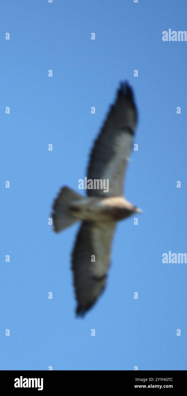 Swainson's Hawk (Buteo swainsoni Stock Photo - Alamy