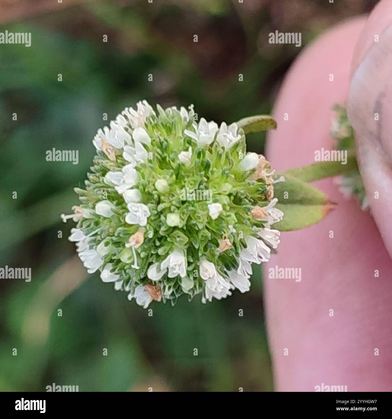Shrubby false buttonweed spermacoce verticillata hi-res stock ...