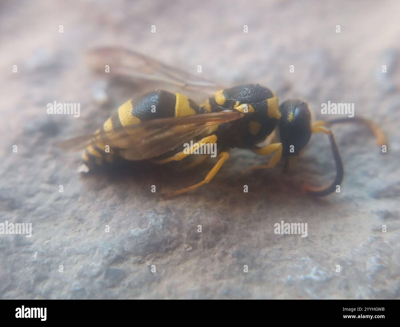Ancistrocerus gazella hi-res stock photography and images - Alamy