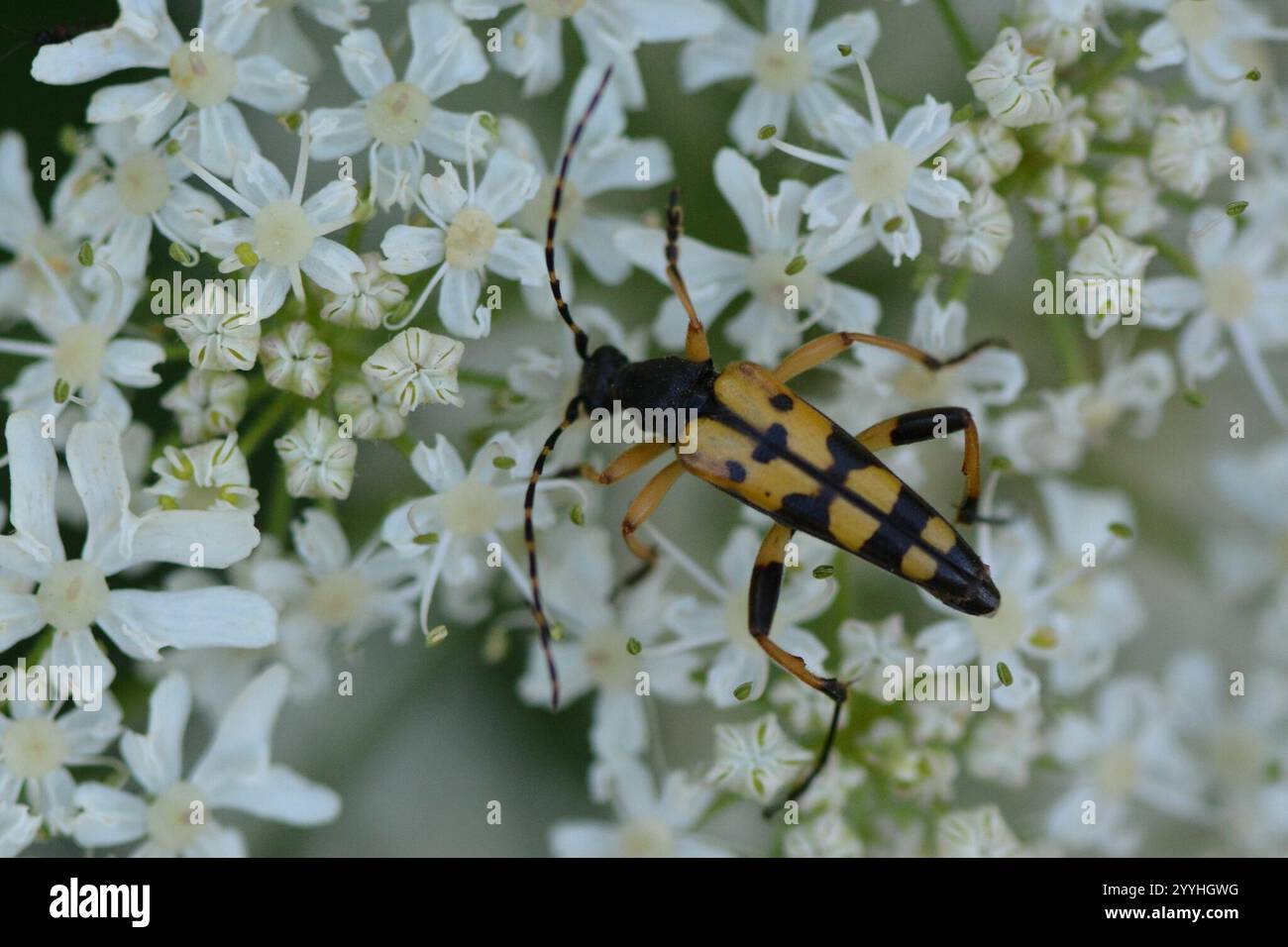 Spotted Longhorn Beetle (Rutpela maculata Stock Photo - Alamy