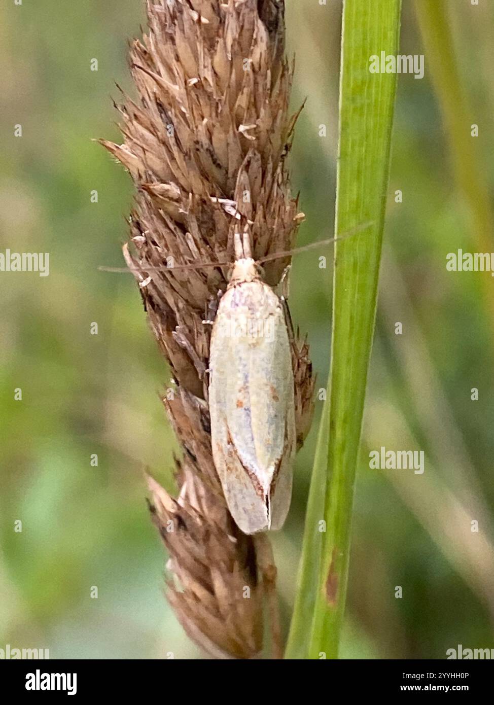 Common Yellow Conch (Agapeta hamana Stock Photo - Alamy