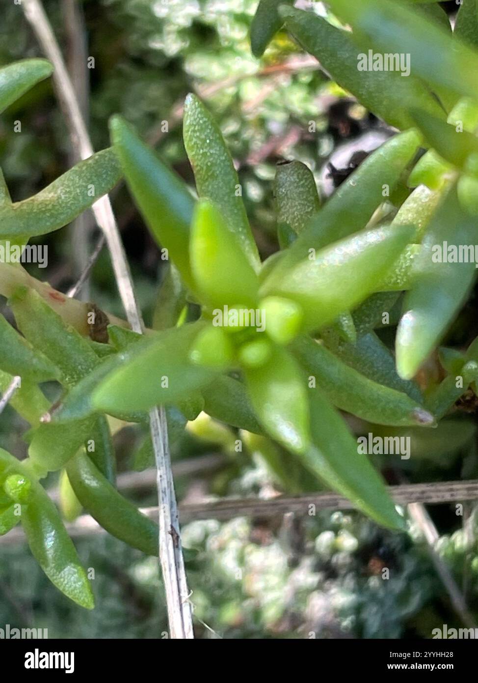 Australian Stonecrop (Crassula sieberiana Stock Photo - Alamy