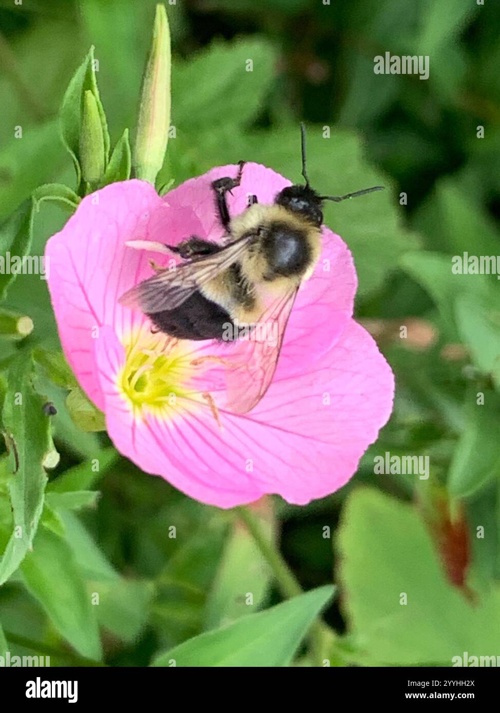 Common Eastern Bumble Bee (Bombus impatiens Stock Photo - Alamy