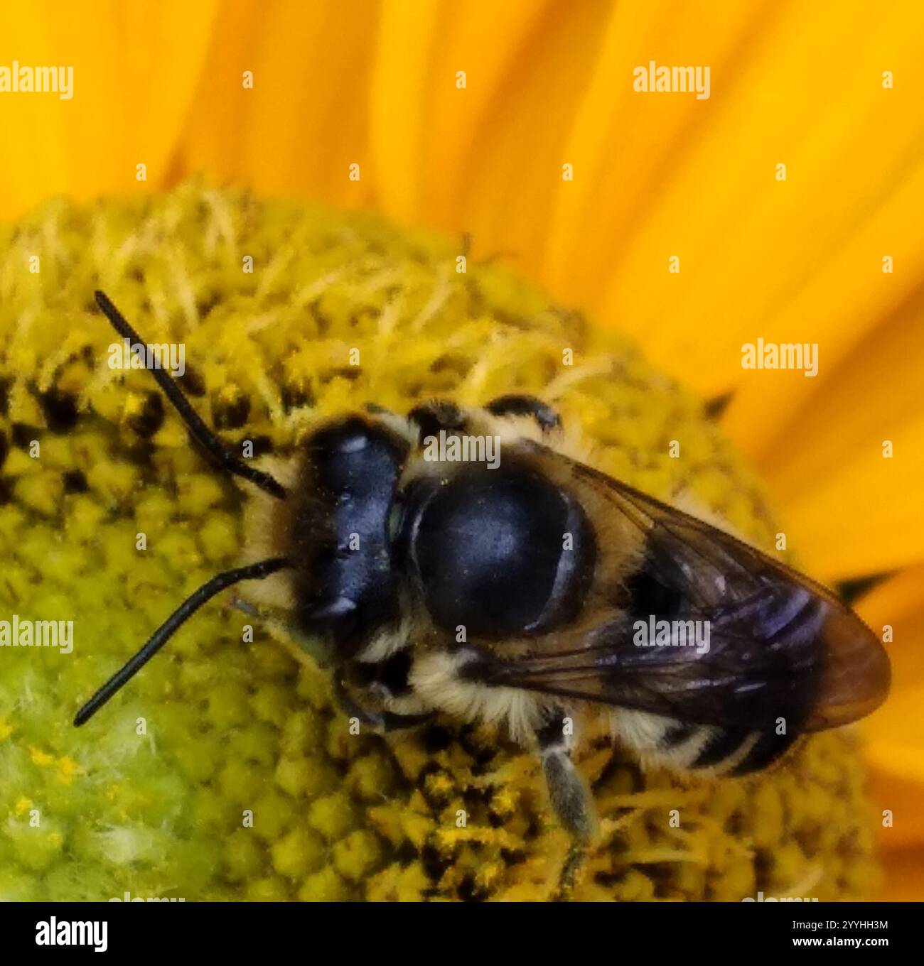 Unarmed Leafcutter Bee (Megachile inermis Stock Photo - Alamy