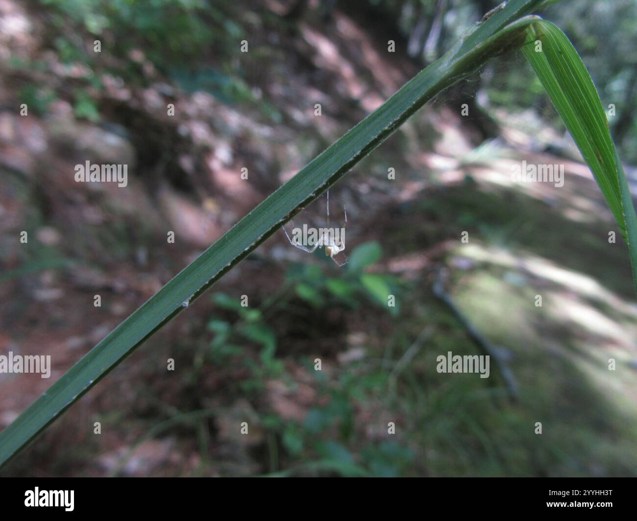 Typical Spiders (Araneomorphae Stock Photo - Alamy