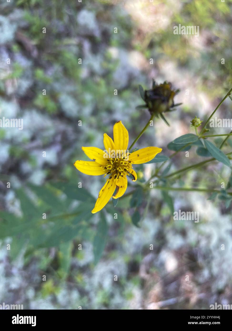 Greater Tickseed (Coreopsis major Stock Photo - Alamy