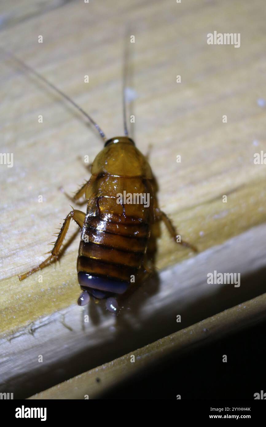 North American Wood Cockroaches (Parcoblatta Stock Photo - Alamy