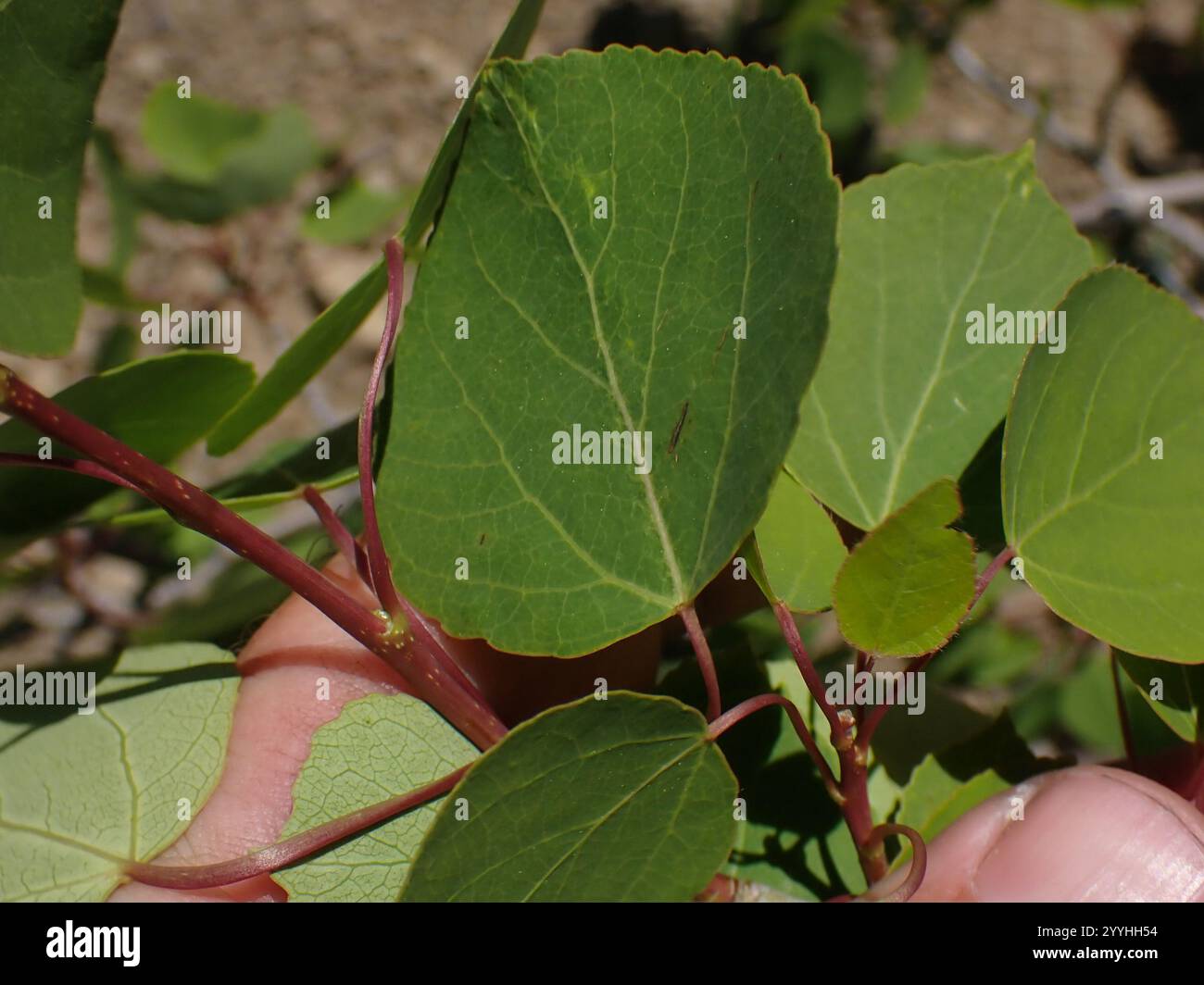 quaking aspen (Populus tremuloides Stock Photo - Alamy