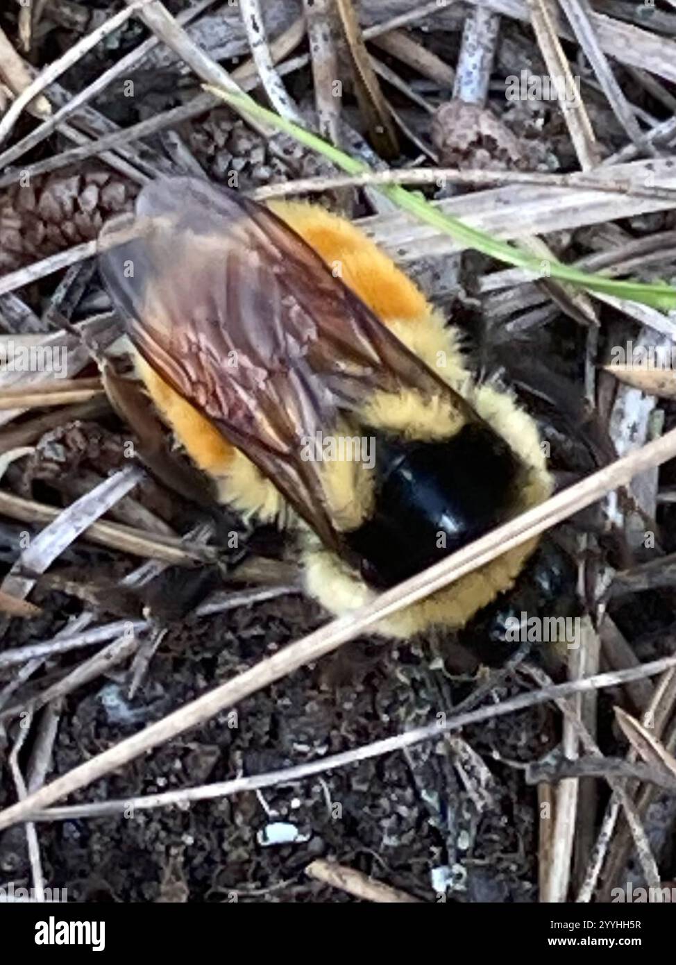 Tricolored Bumble Bee (Bombus ternarius Stock Photo - Alamy