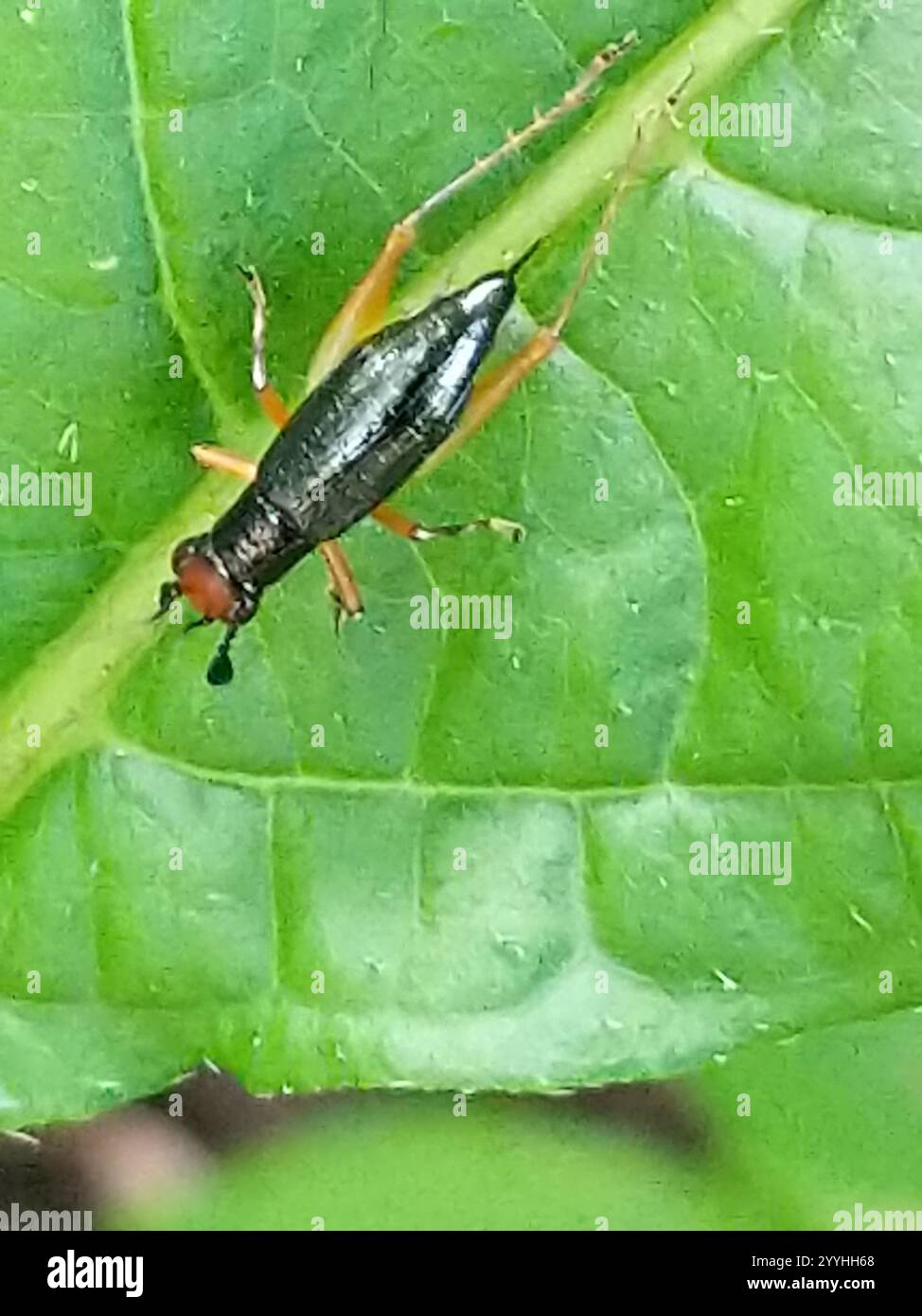 Trigs and Sword-tailed Crickets (Trigonidiinae Stock Photo - Alamy