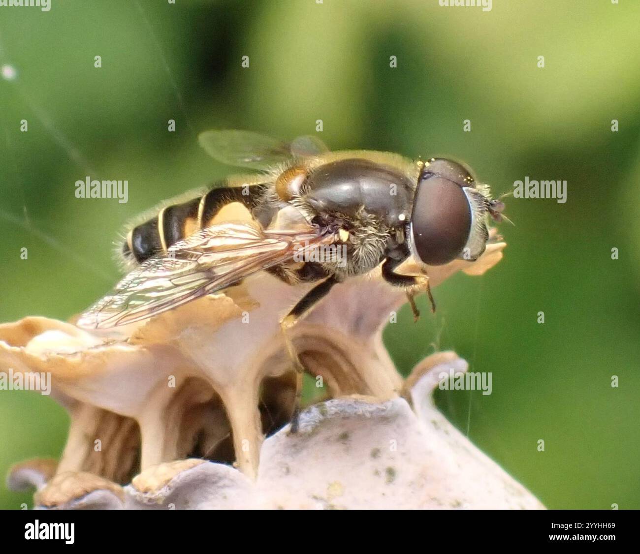 Stripe-winged Drone Fly (Eristalis horticola Stock Photo - Alamy