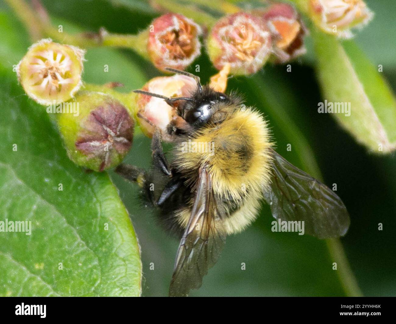 Perplexing Bumble Bee (Bombus perplexus Stock Photo - Alamy