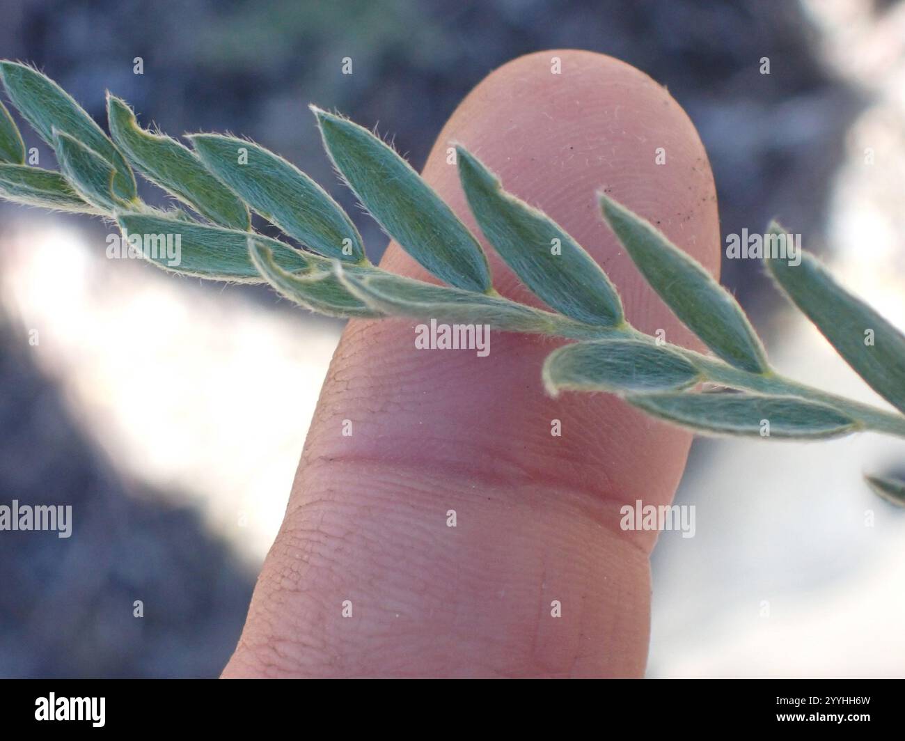 field locoweed (Oxytropis campestris Stock Photo - Alamy