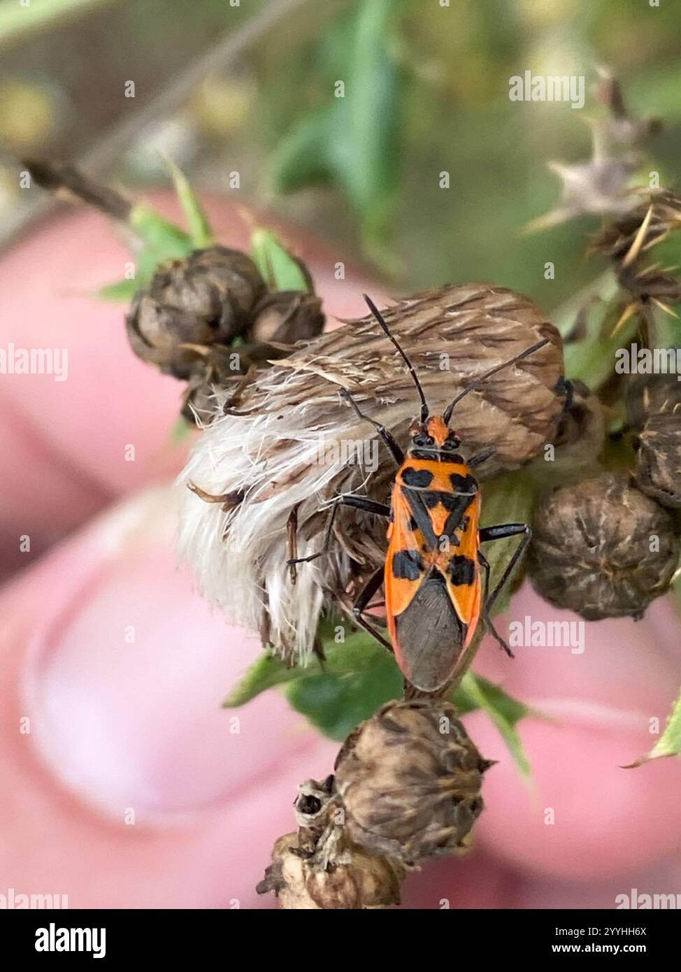 Spotted Firebug (Corizus hyoscyami Stock Photo - Alamy