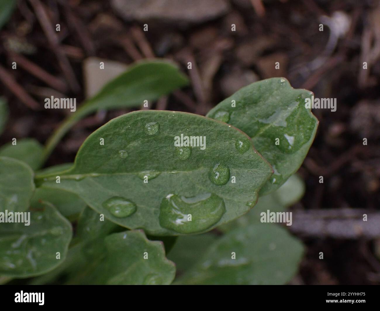 Rocky Mountain groundsel (Packera streptanthifolia Stock Photo - Alamy