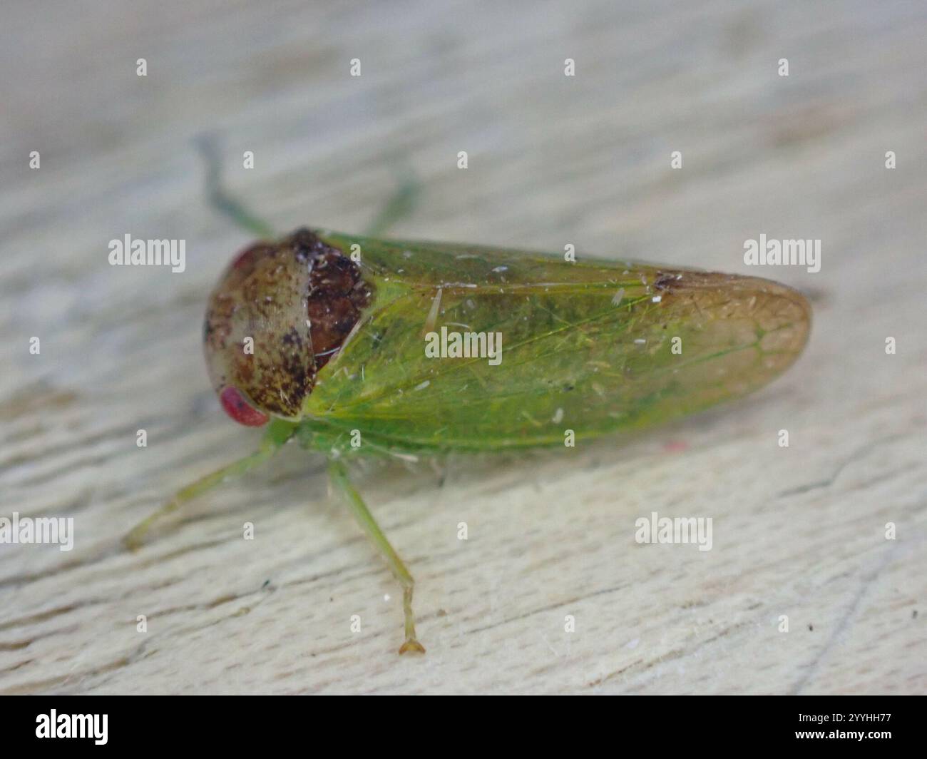 oak leafhopper (Iassus lanio Stock Photo - Alamy