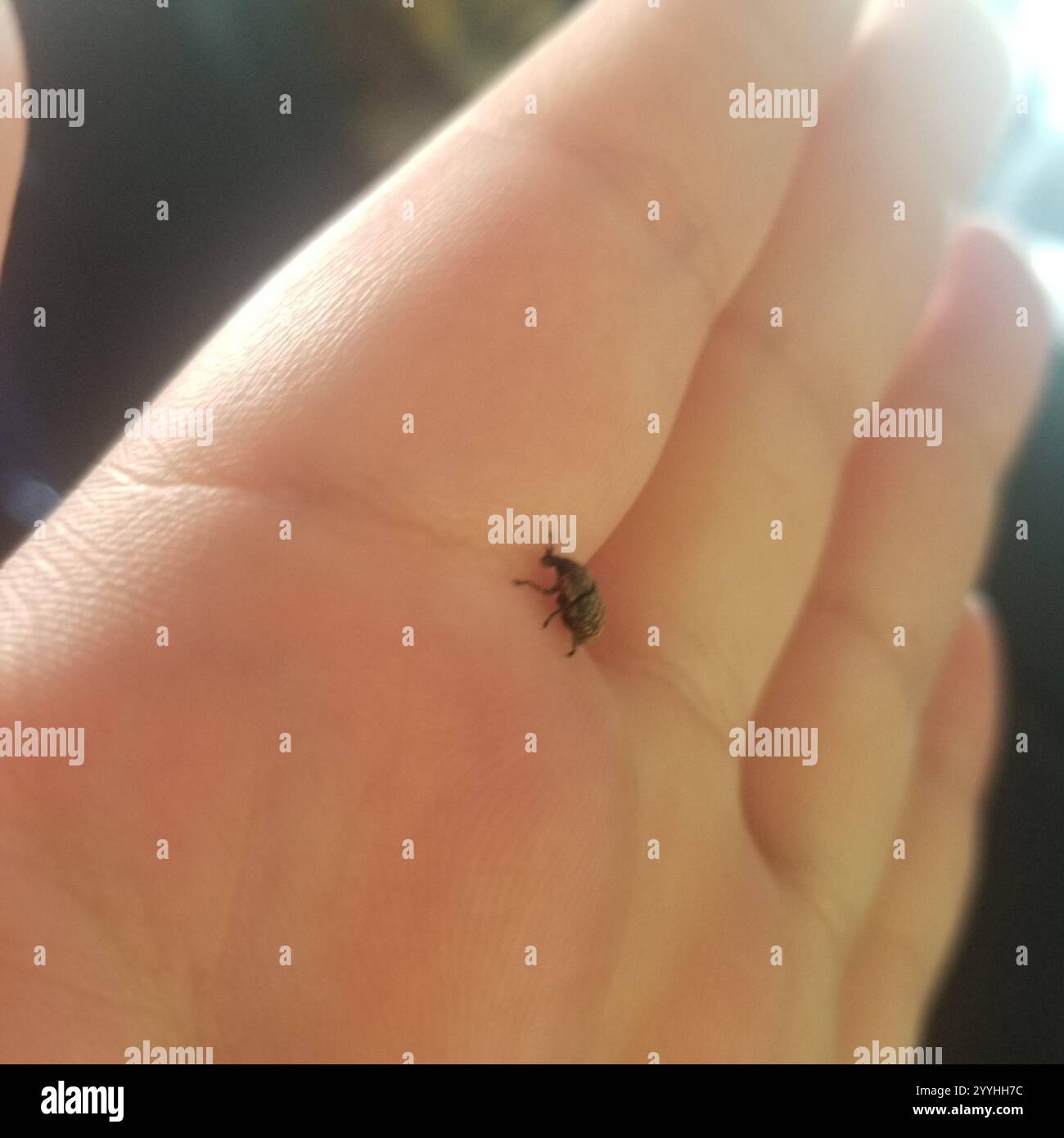 Lesser Knapweed Flower Weevil (Larinus minutus Stock Photo - Alamy