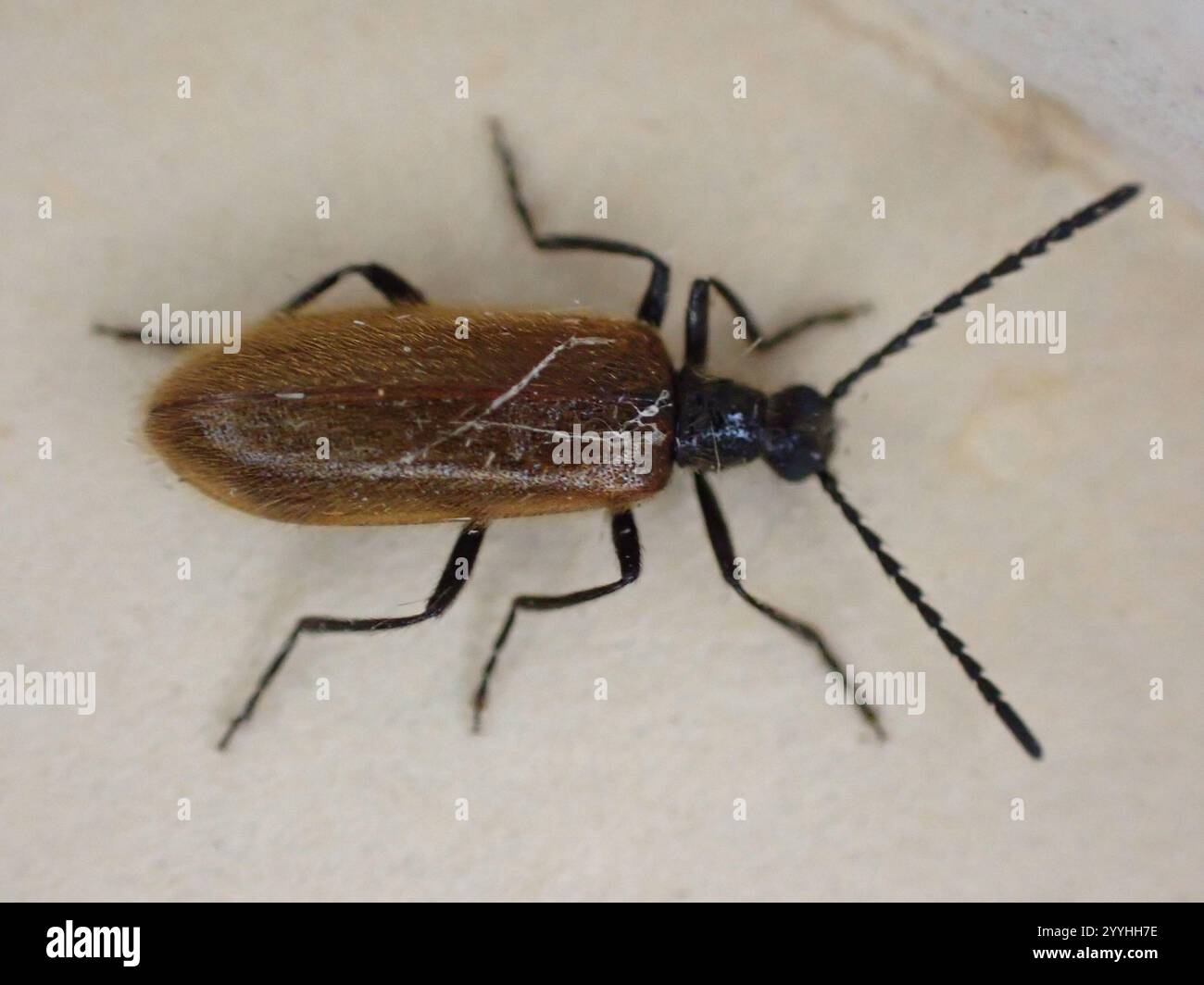 Rough-haired Lagria Beetle (Lagria hirta Stock Photo - Alamy
