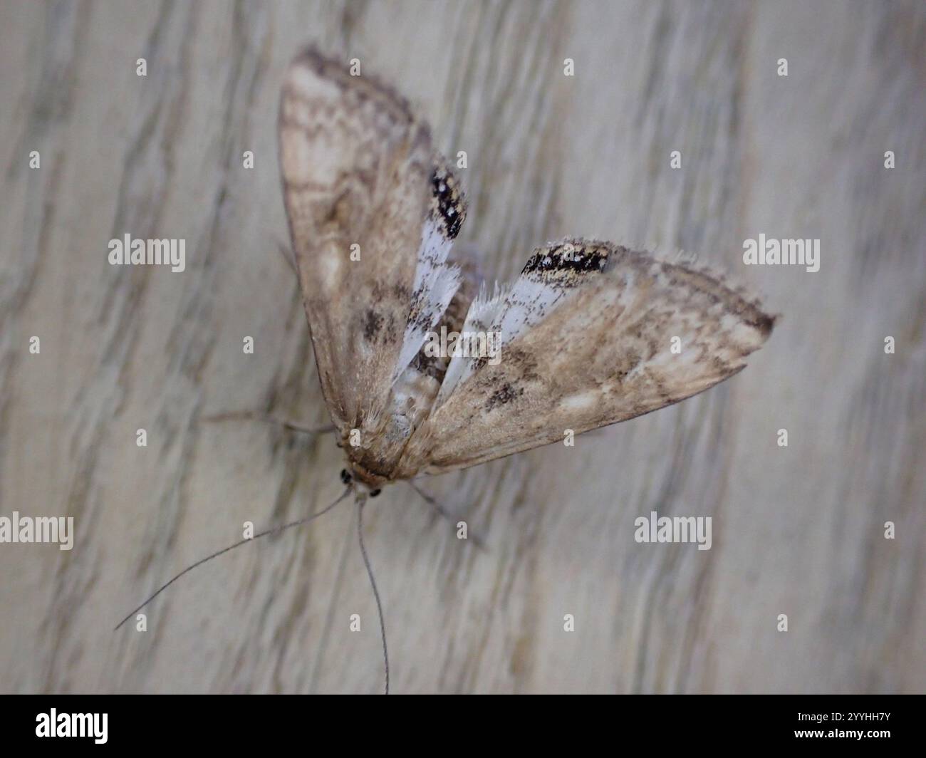 Small China-mark (Cataclysta lemnata Stock Photo - Alamy