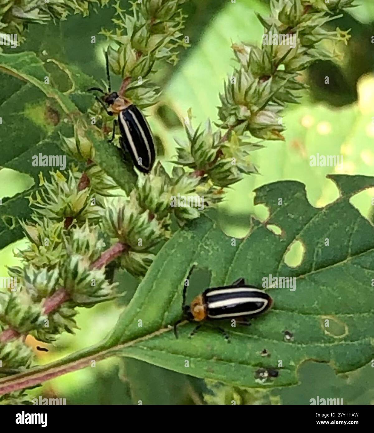 Pigweed flea beetle hi-res stock photography and images - Alamy