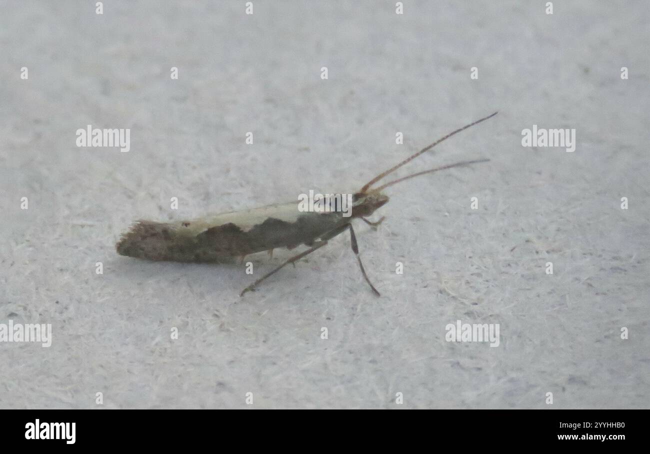 Diamondback Moth (Plutella xylostella Stock Photo - Alamy